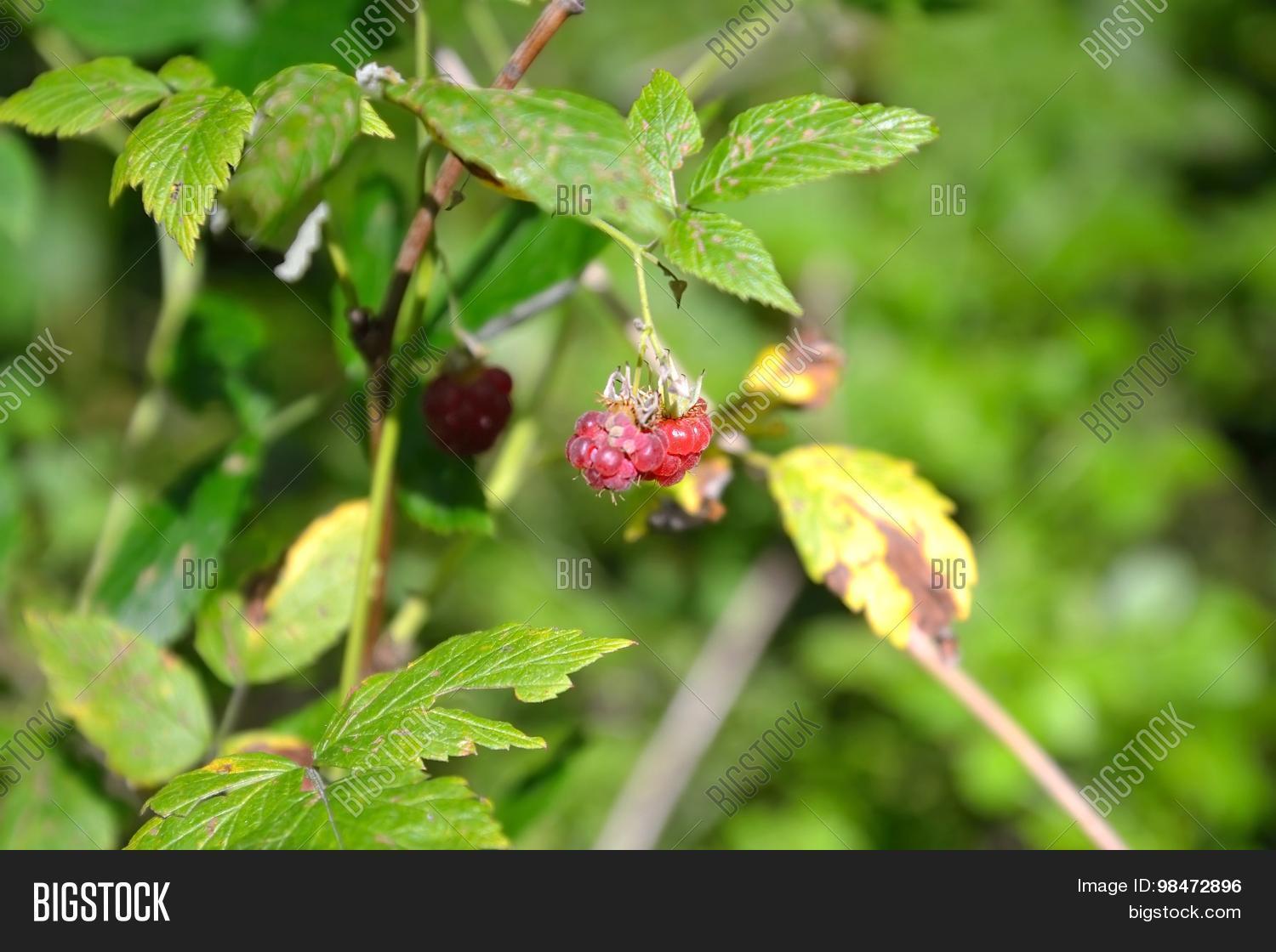 Forest Raspberries Image & Photo (Free Trial) | Bigstock