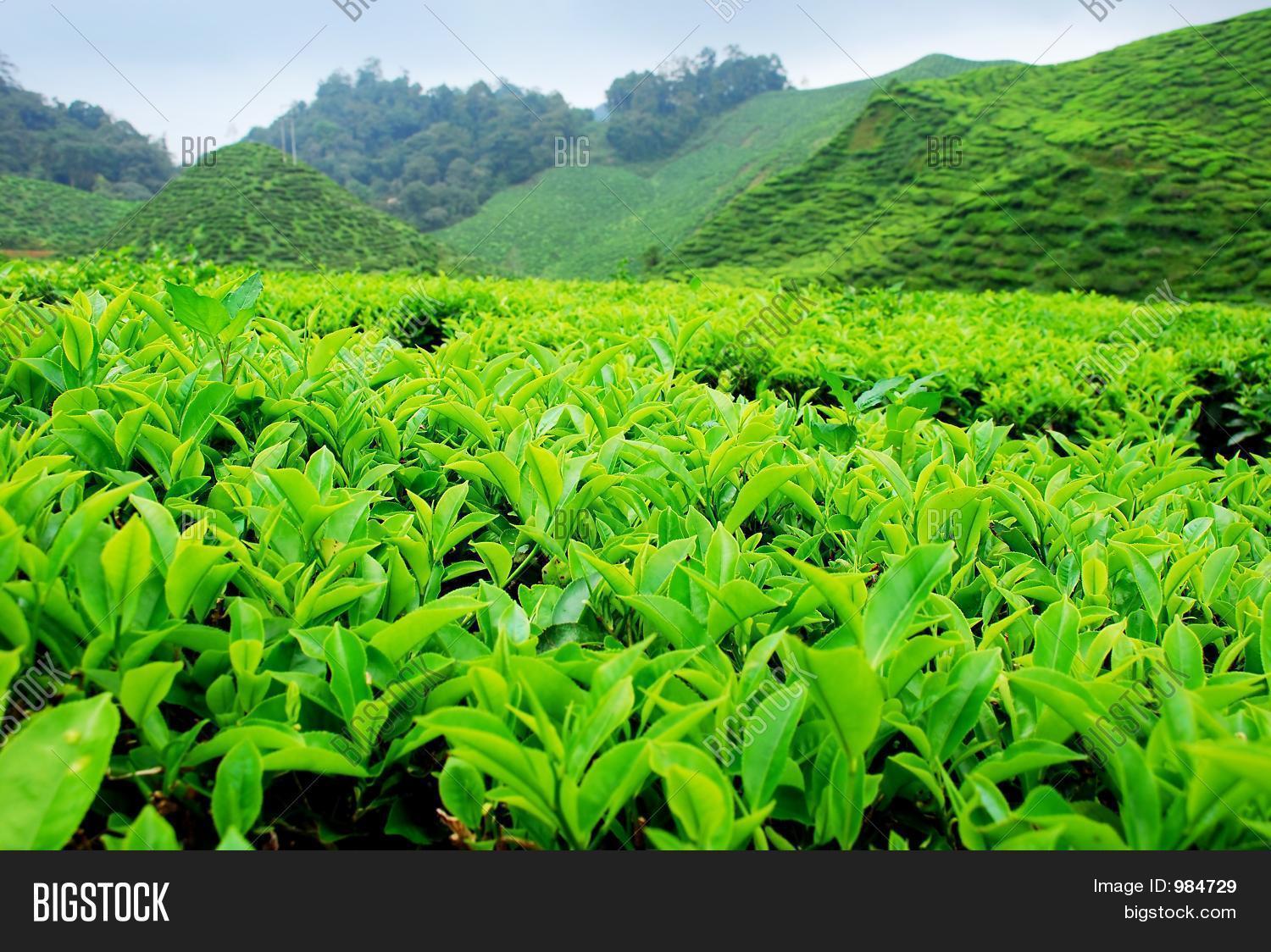 Tea Plantation Image & Photo (Free Trial) | Bigstock