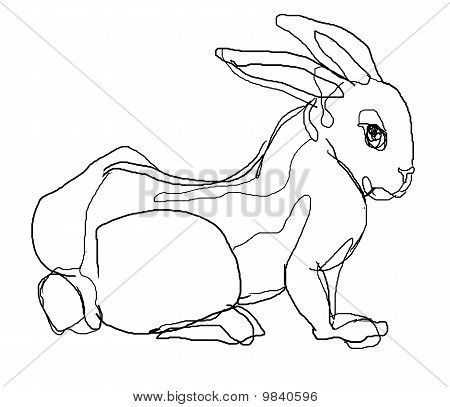 Rabbit Line Drawing Image & Photo (Free Trial) | Bigstock