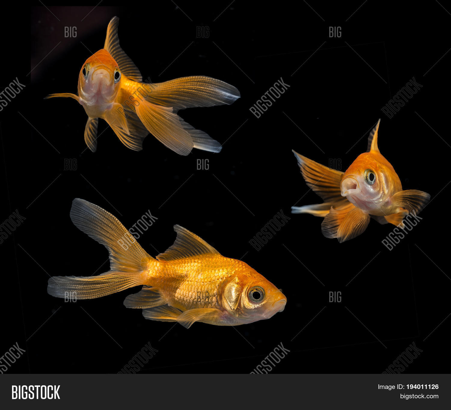 Carassius Auratus Image & Photo (Free Trial) | Bigstock