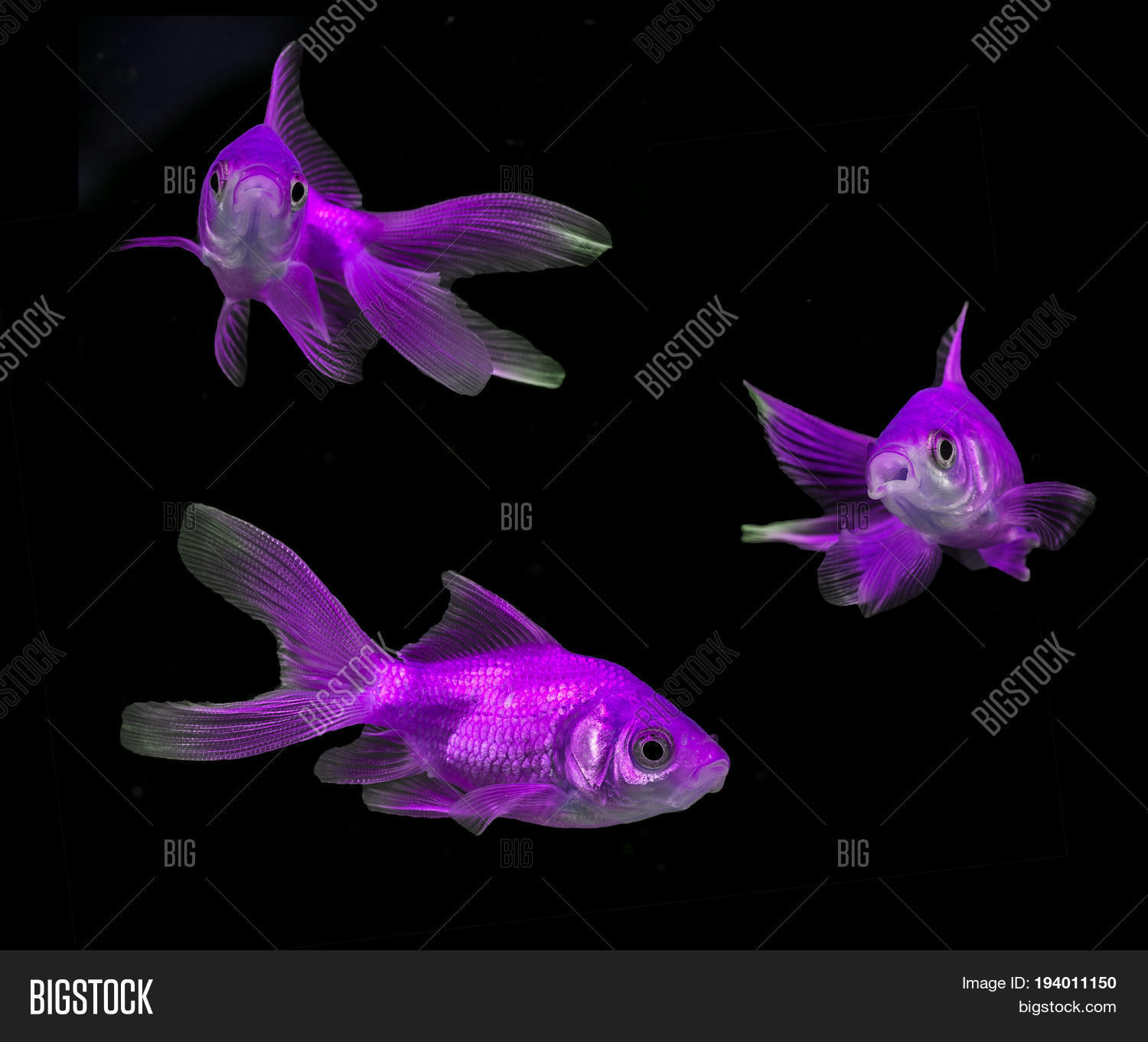 Carassius Auratus Image & Photo (Free Trial) | Bigstock