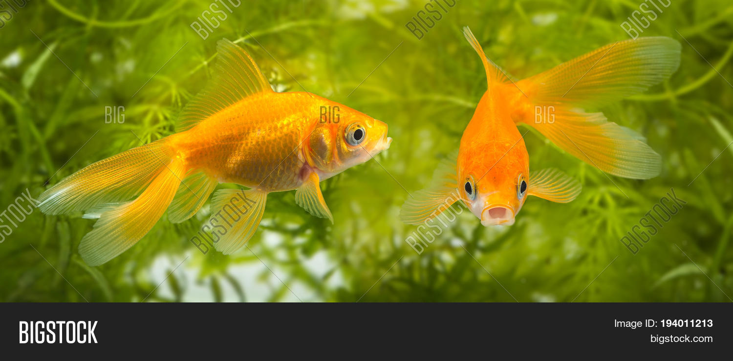 Carassius Auratus Image & Photo (Free Trial) | Bigstock