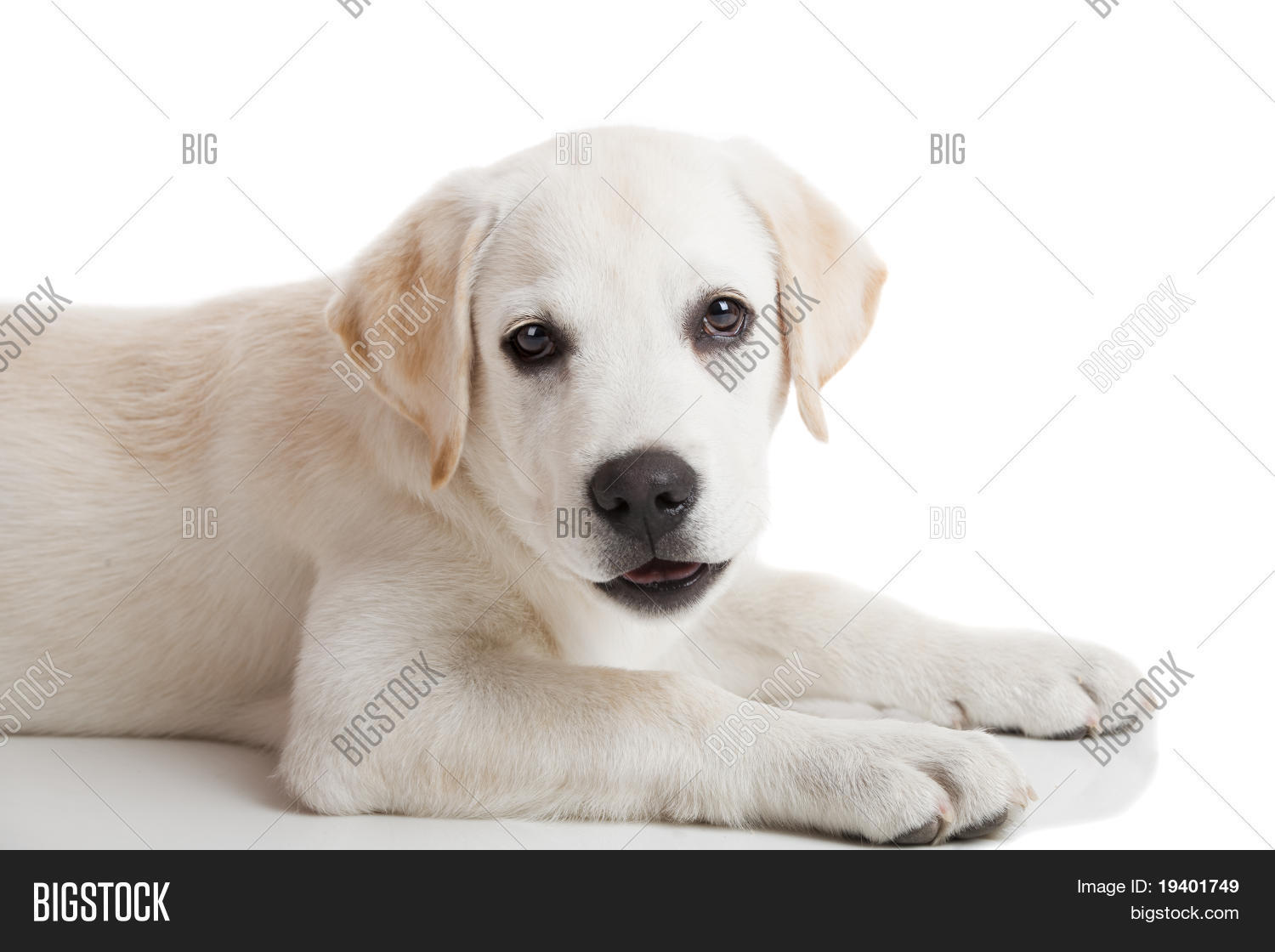 Beautiful Labrador Image & Photo (Free Trial) | Bigstock