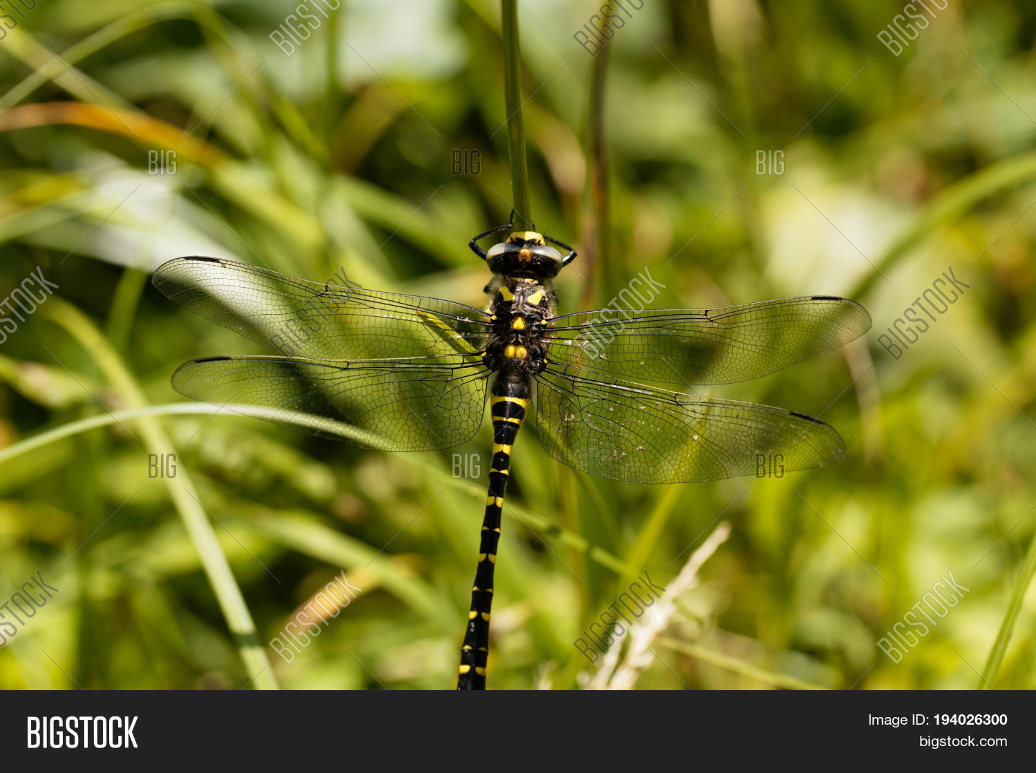Golden Ringed Image & Photo (Free Trial) | Bigstock