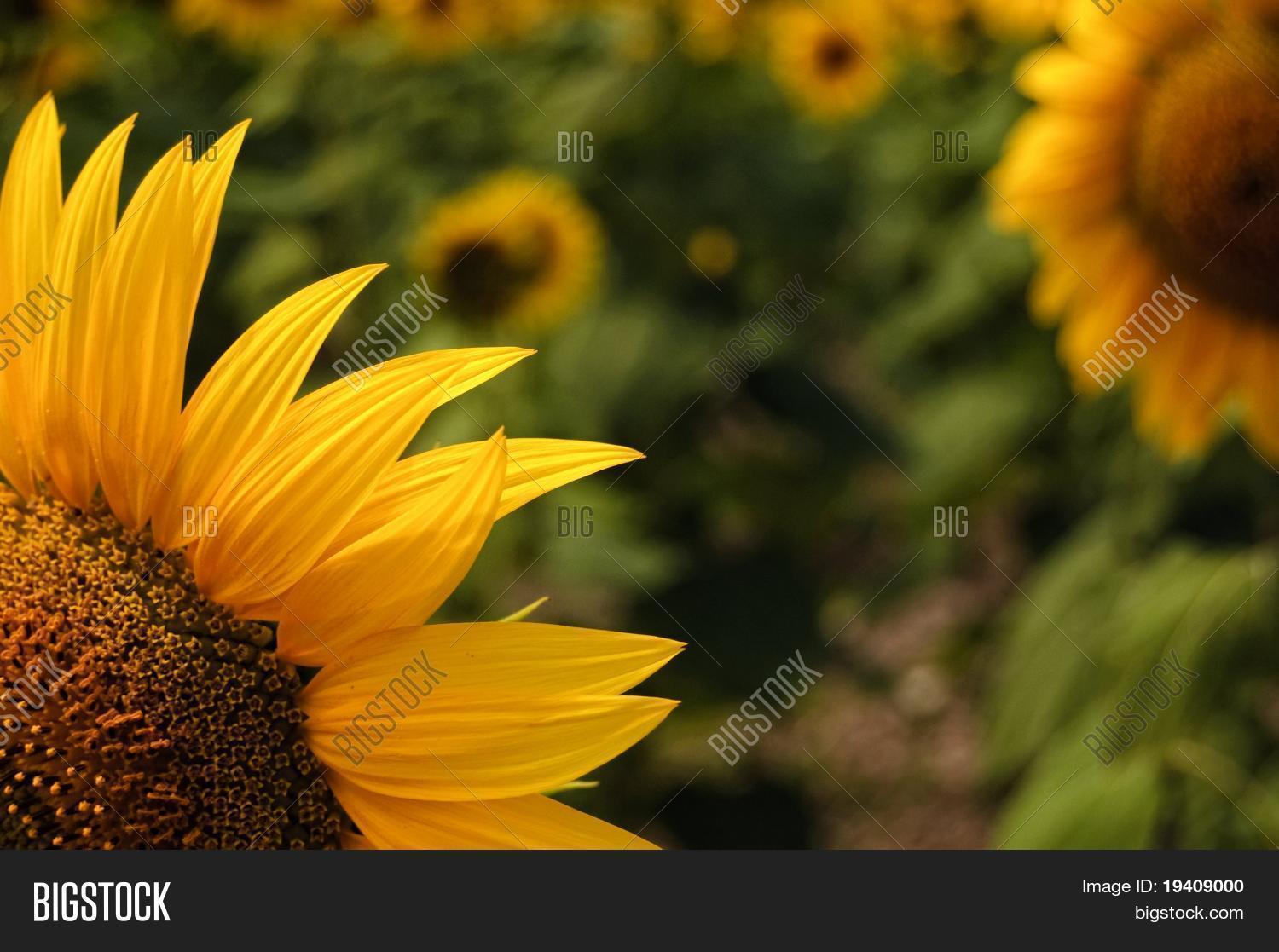 Sunflower Closeup Image & Photo (Free Trial) | Bigstock