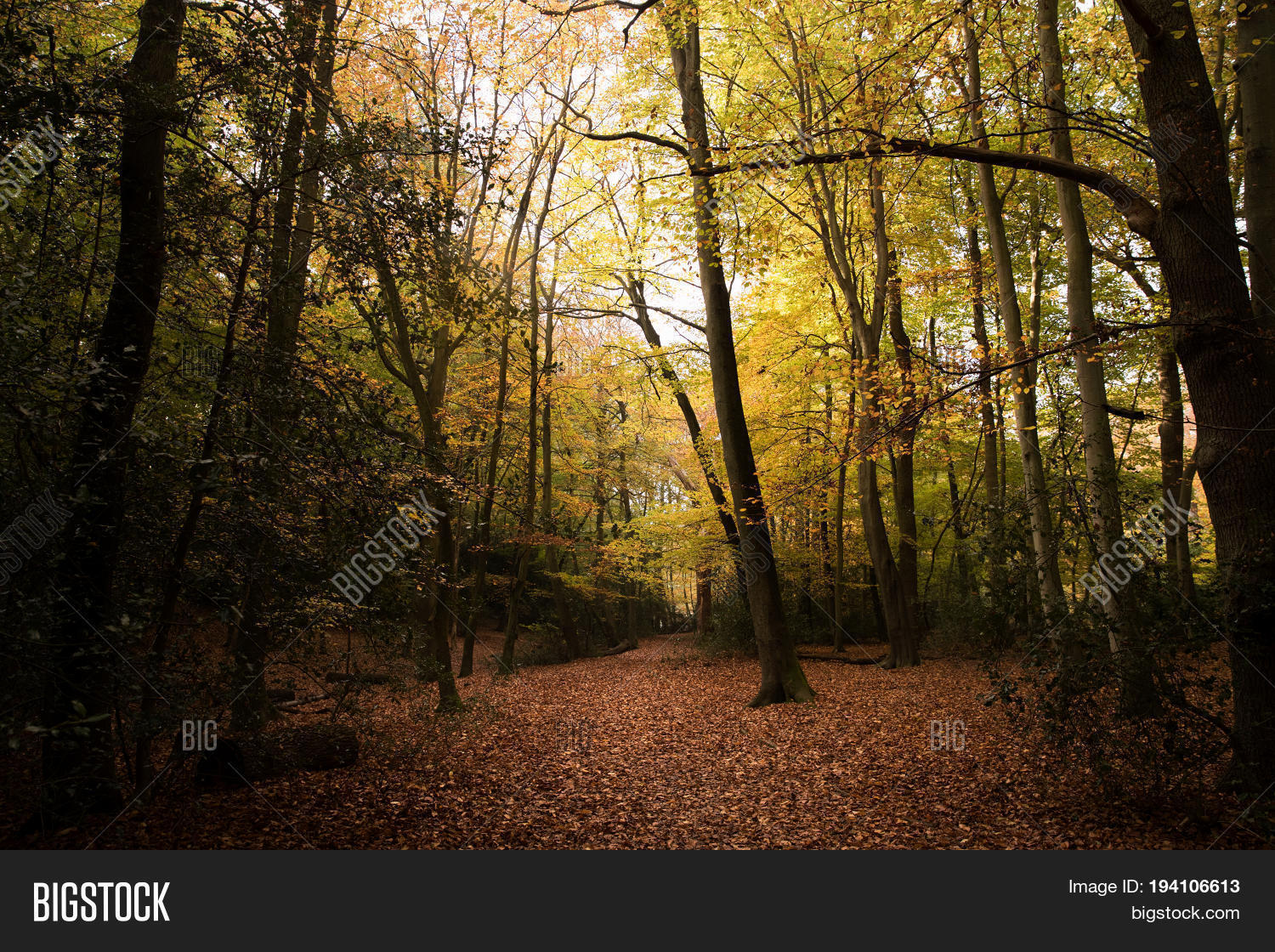 Burnham Beeches, UK - Image & Photo (Free Trial) | Bigstock