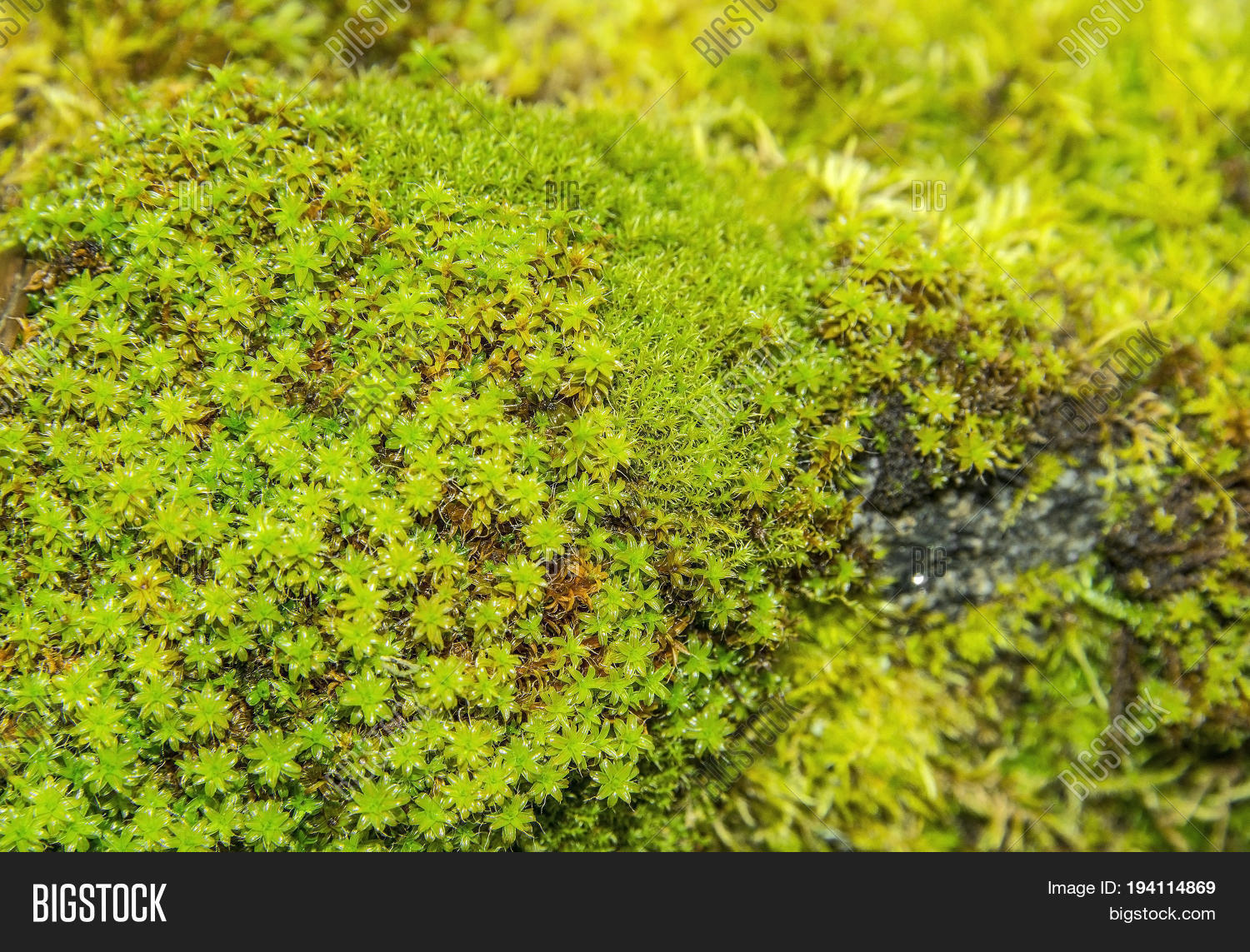 Green Moos - Maro Image & Photo (Free Trial) | Bigstock