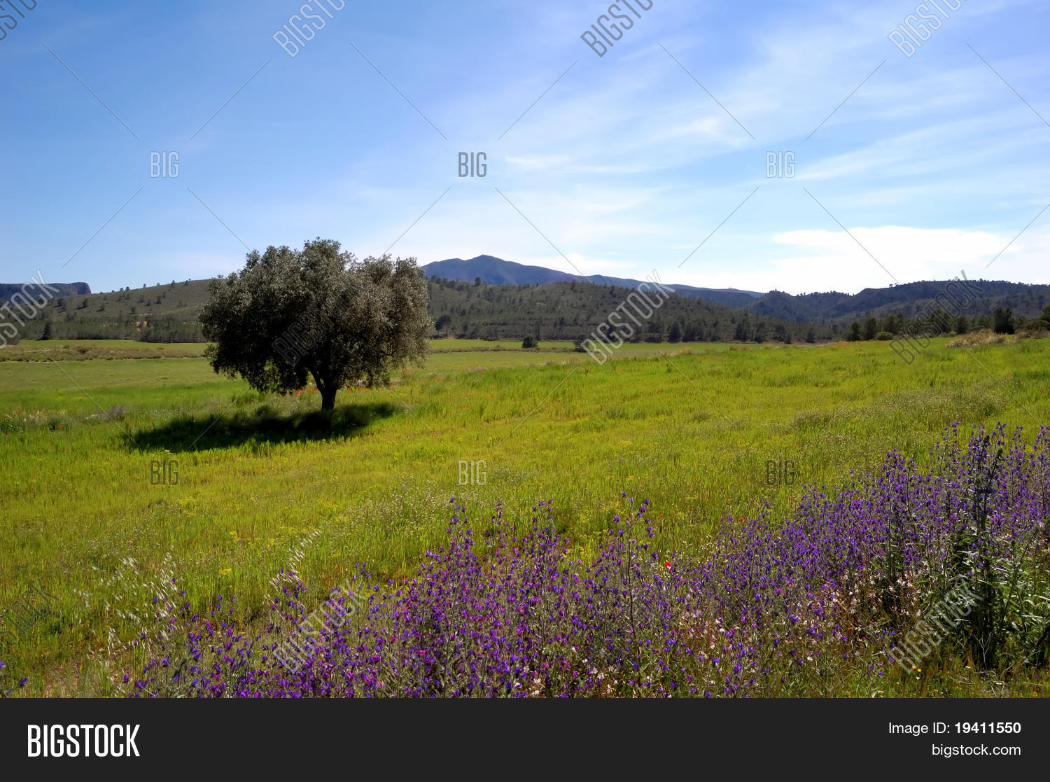 Spring Spain, Field Image & Photo (Free Trial) | Bigstock