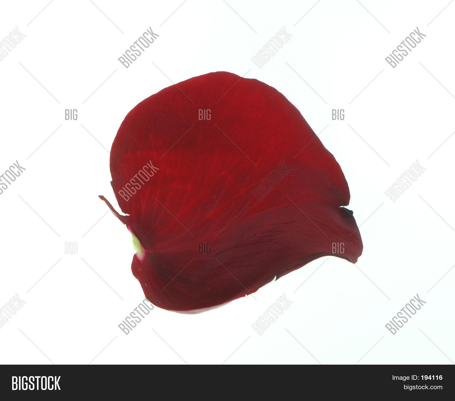 Single Rose Petal Image & Photo (Free Trial) | Bigstock