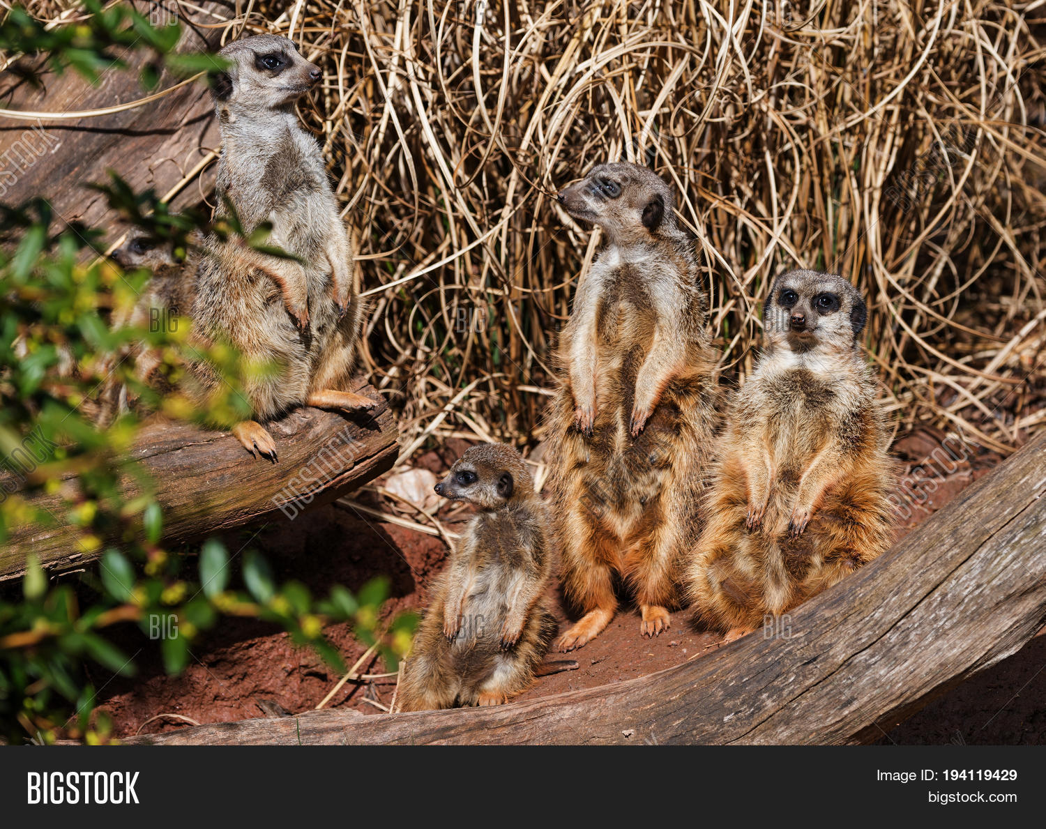 Group Meerkats Playing Image & Photo (Free Trial) | Bigstock
