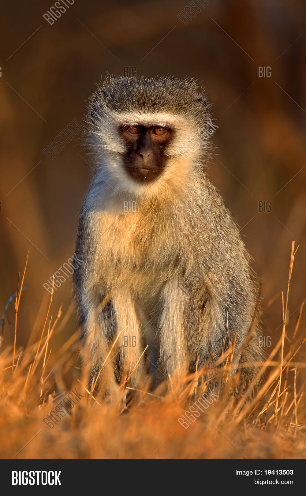 Vervet Monkey : Image & Photo (Free Trial) | Bigstock
