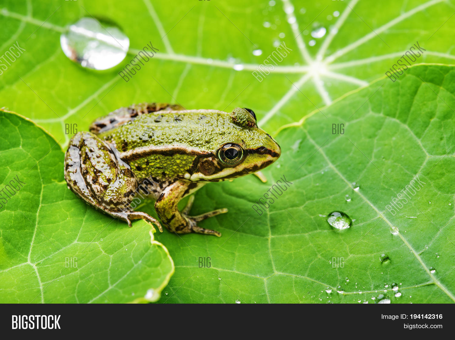Pelophylax Esculentus Image & Photo (Free Trial) | Bigstock