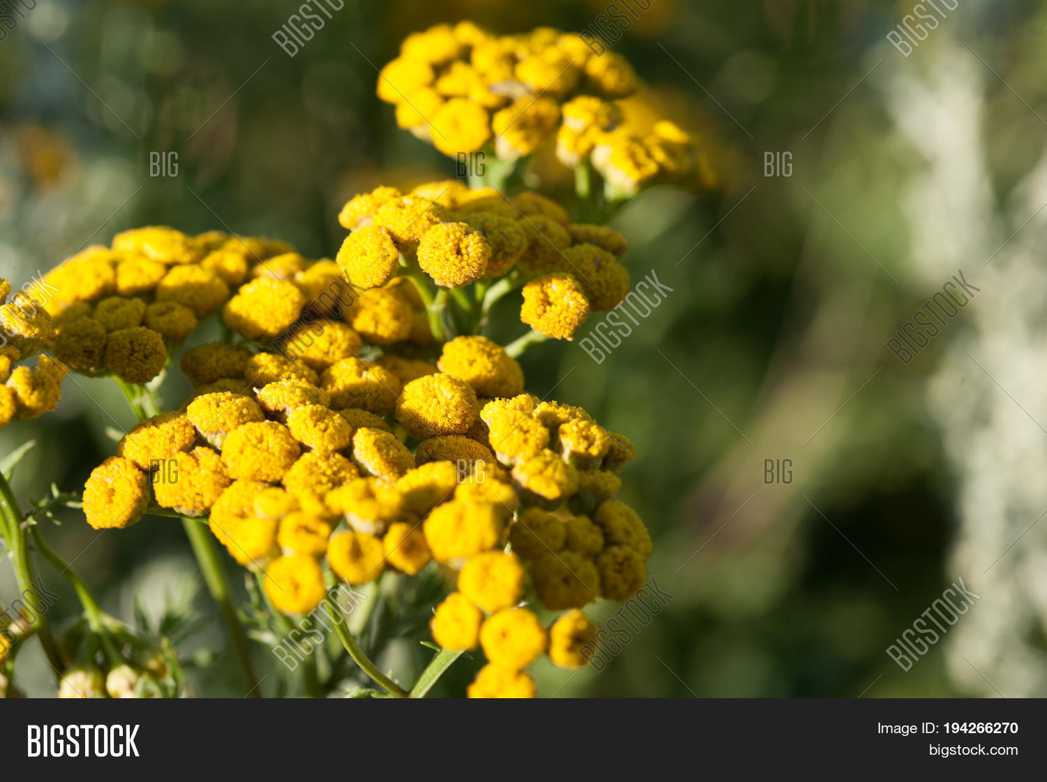 Yellow Tansy Flowers . Image & Photo (Free Trial) | Bigstock