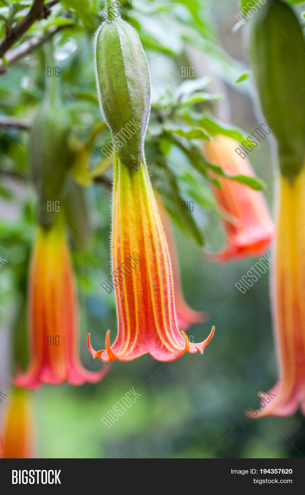 Red Angel's Trumpet Image & Photo (Free Trial) | Bigstock