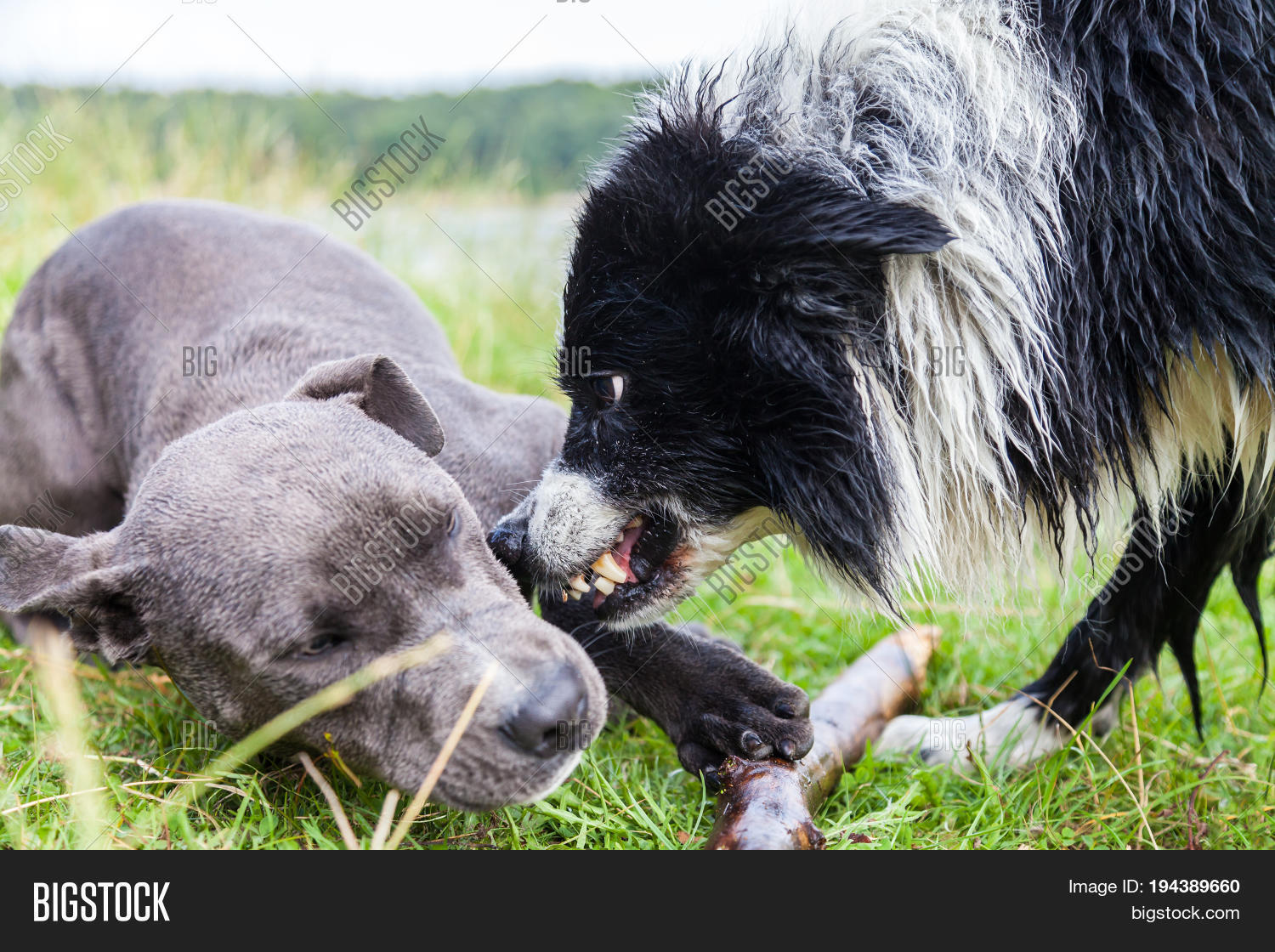 Pitbull Showing Teeth