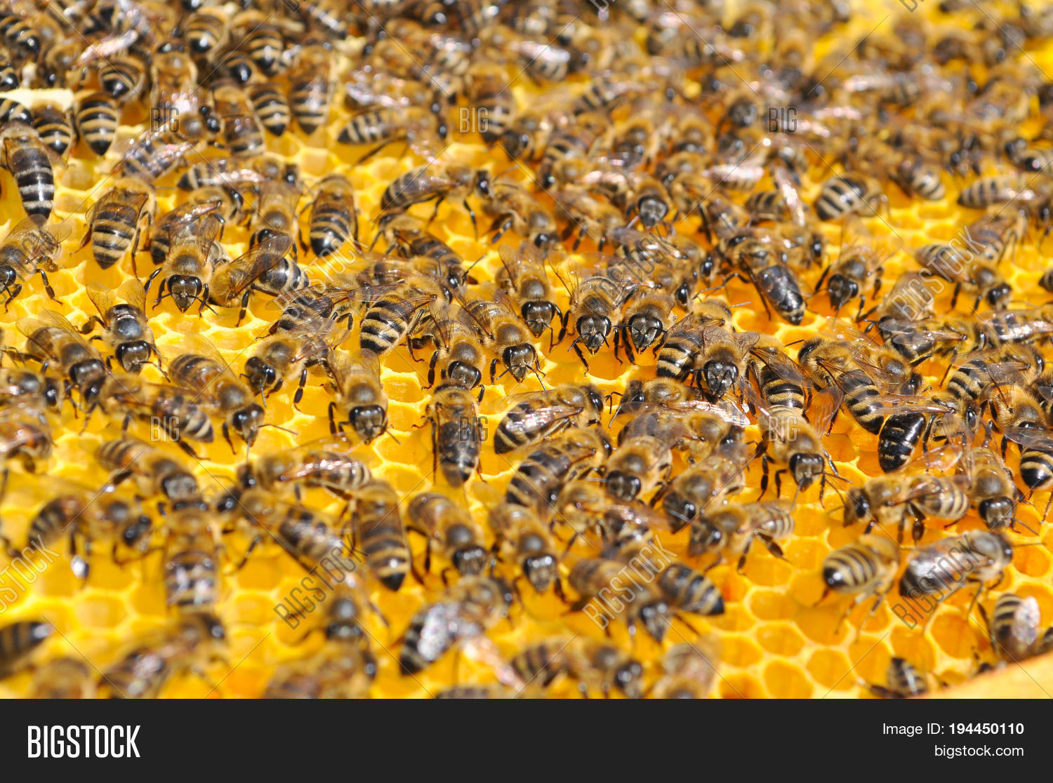 Honey Bees Beehive On Image & Photo (Free Trial) | Bigstock