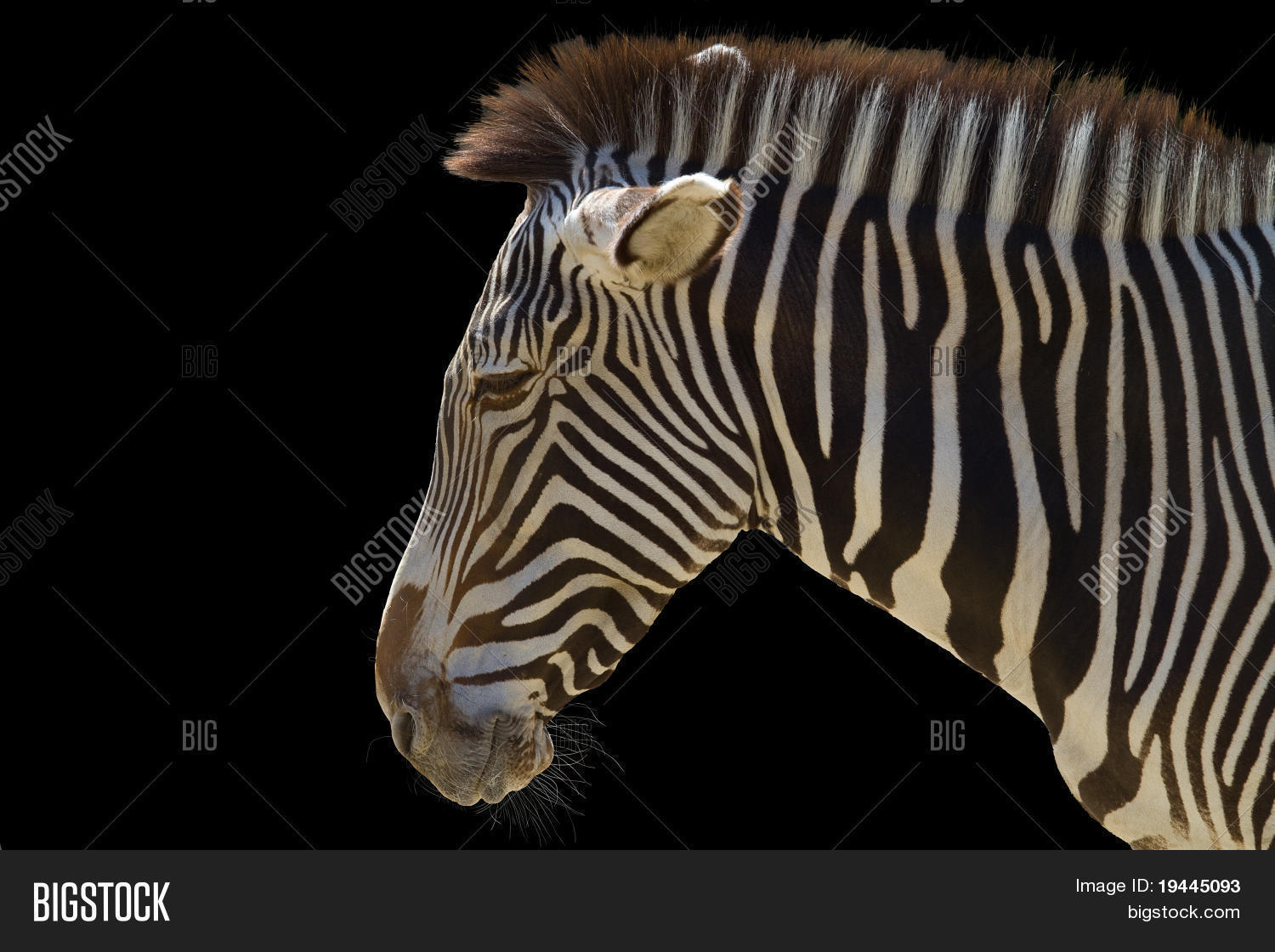 Zebra Front Black Image & Photo (Free Trial) | Bigstock