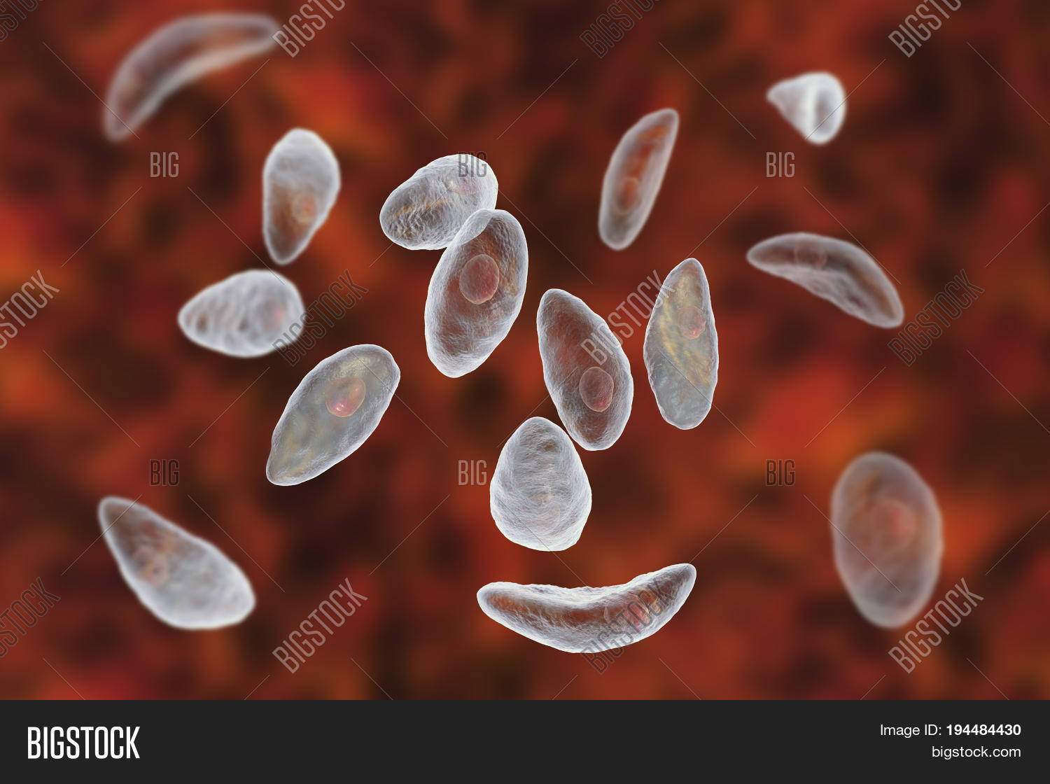 Parasitic Protozoans Image & Photo (Free Trial) | Bigstock