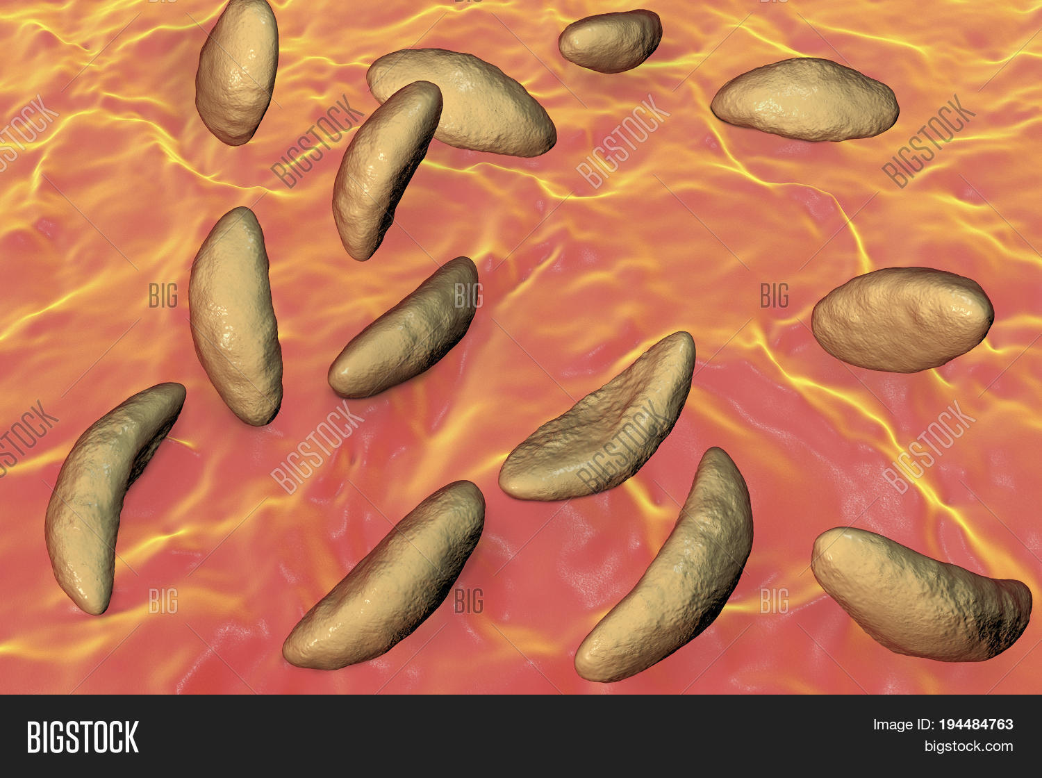 Parasitic Protozoans Image & Photo (Free Trial) | Bigstock