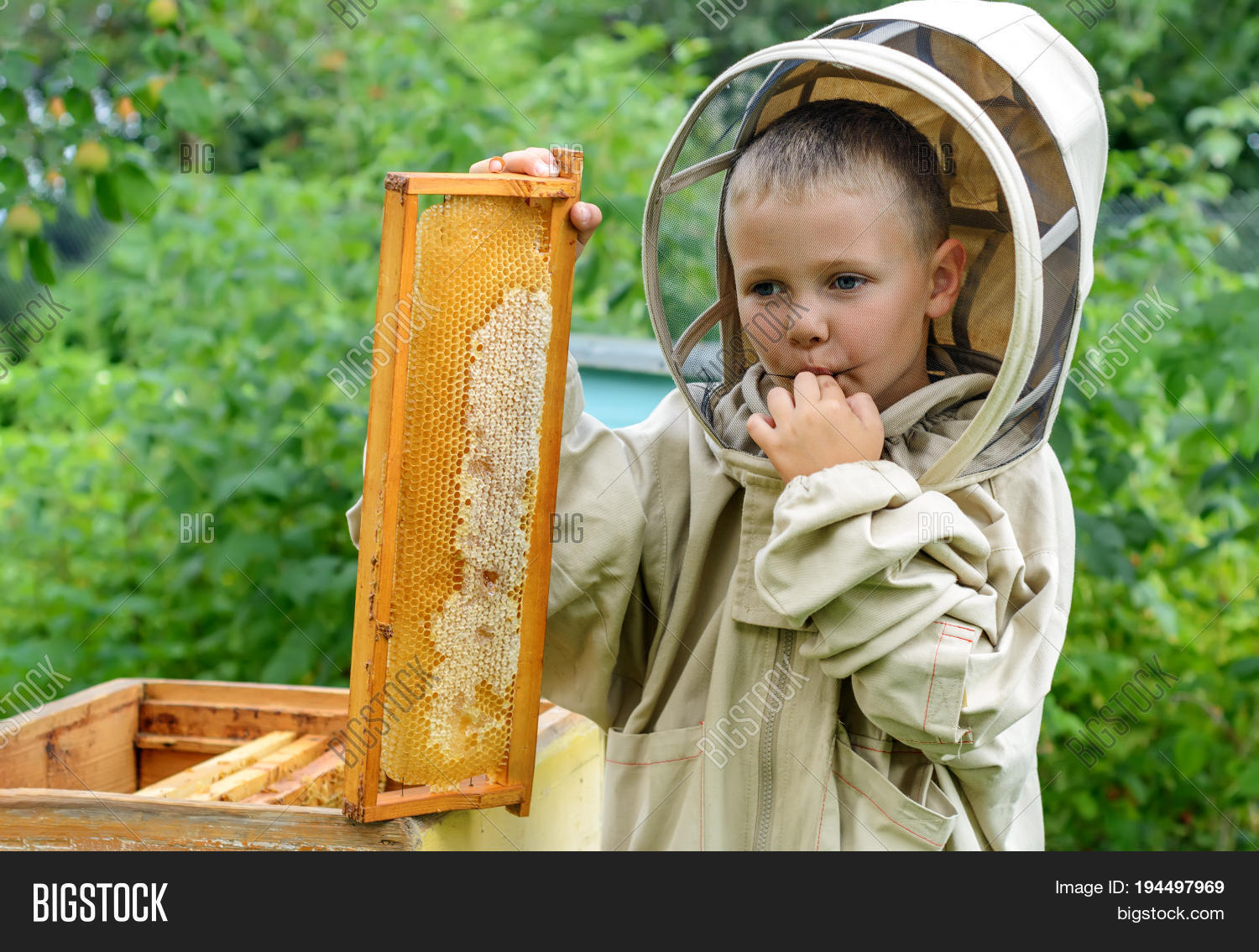 Boy Beekeeper Saves Image & Photo (Free Trial) | Bigstock