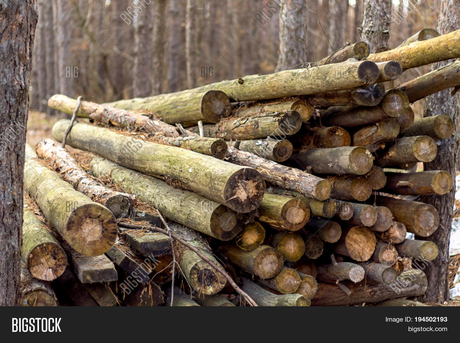 Firewood Cut Stacked Image & Photo (Free Trial) | Bigstock