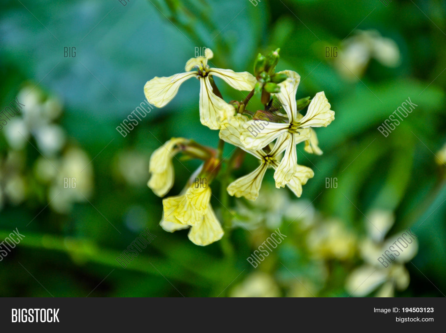 Arugula Flower. Rucola Image & Photo (Free Trial) | Bigstock