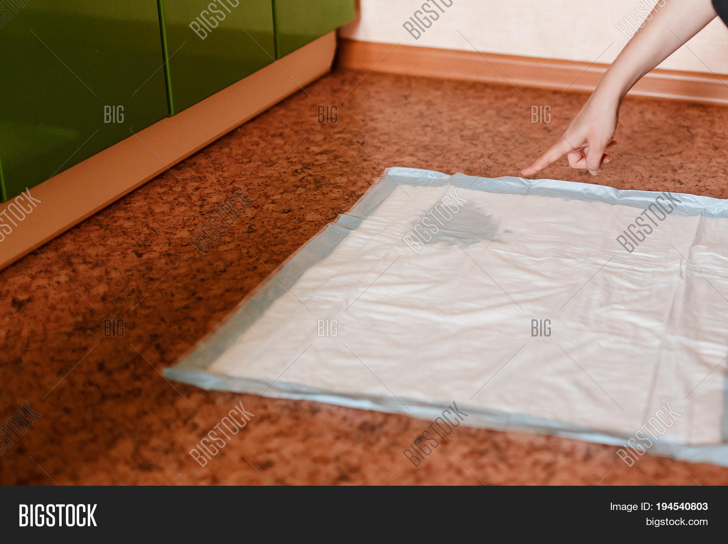 Puddle Urine Dog Cat Image & Photo (Free Trial) | Bigstock