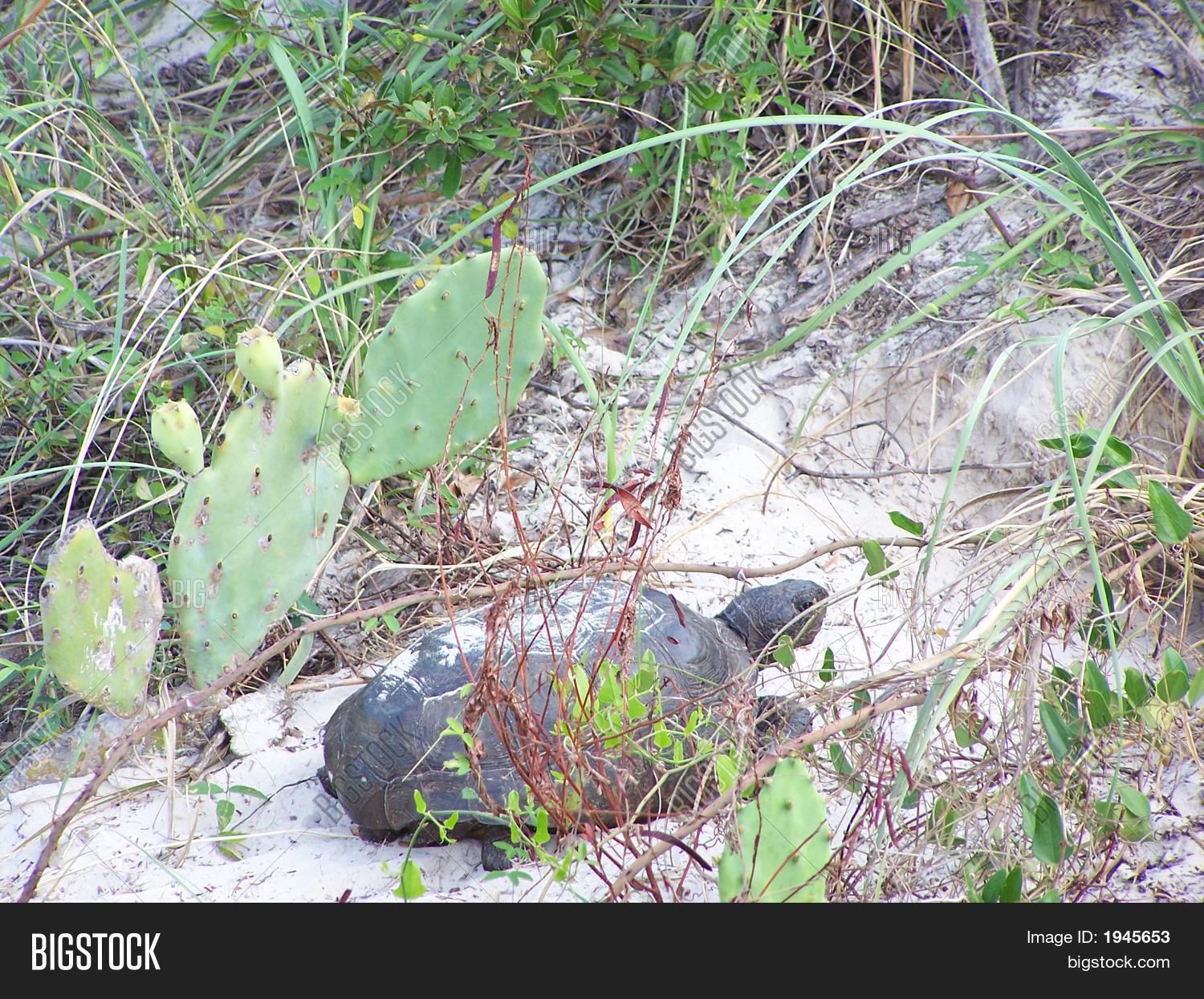 Gopher Tortoise Beach Image & Photo (Free Trial) | Bigstock
