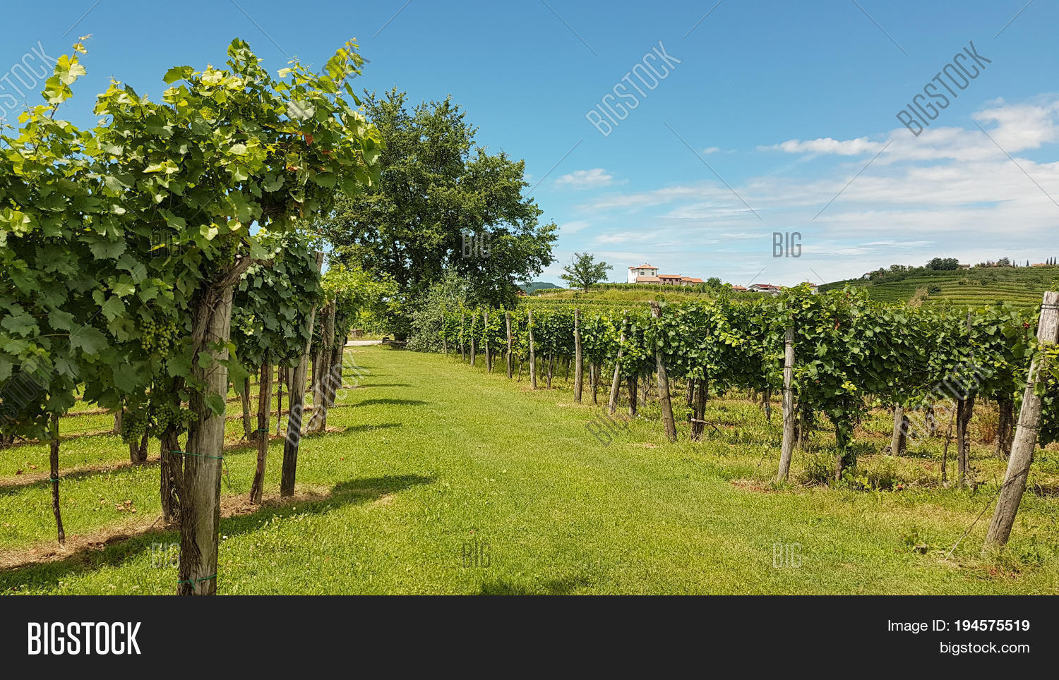 Gredic Castle Vineyard Image & Photo (Free Trial) | Bigstock
