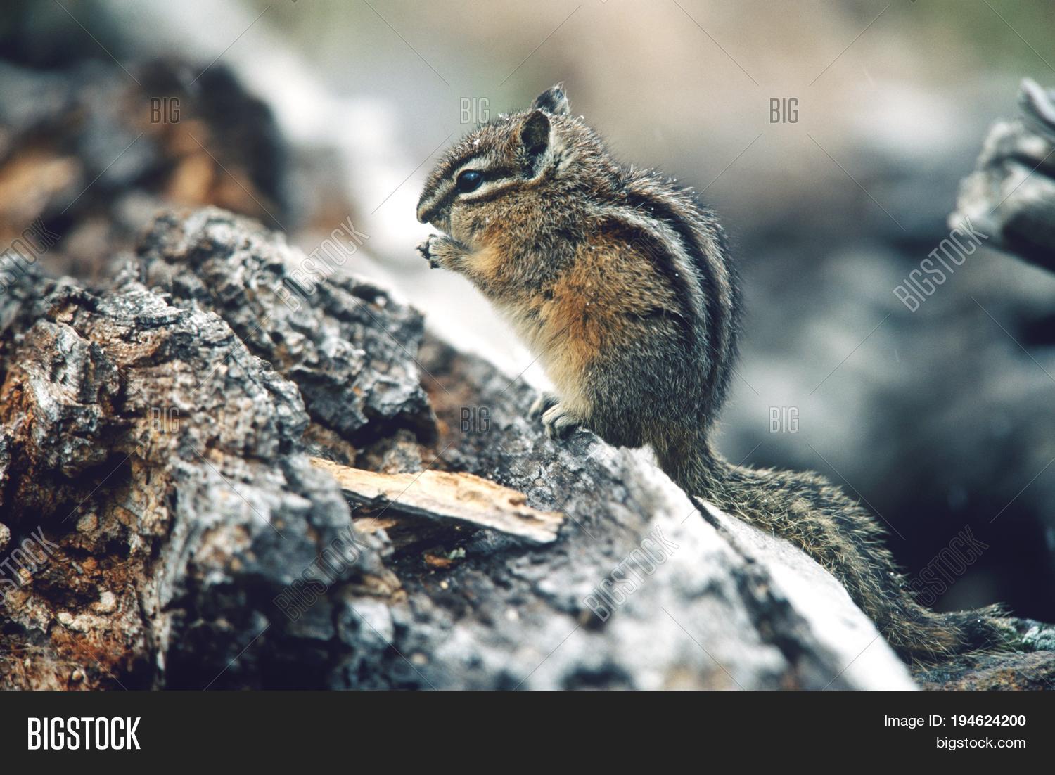 Chipmunk Standing On Image & Photo (Free Trial) | Bigstock