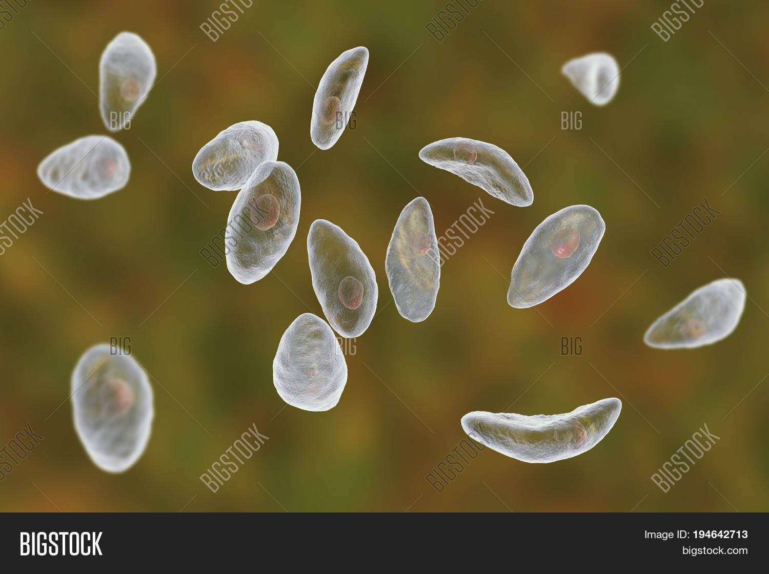 Toxoplasma Gondii Tachyzoite