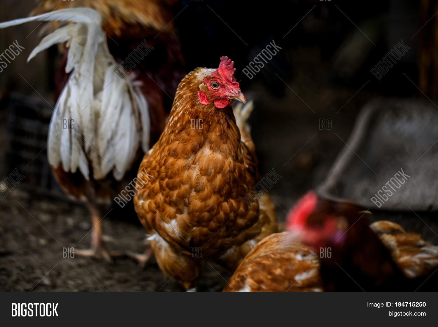 Portrait Formidable Image & Photo (Free Trial) | Bigstock