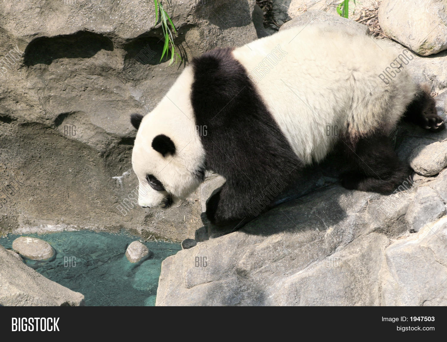 Panda Drinking Image & Photo (Free Trial) | Bigstock