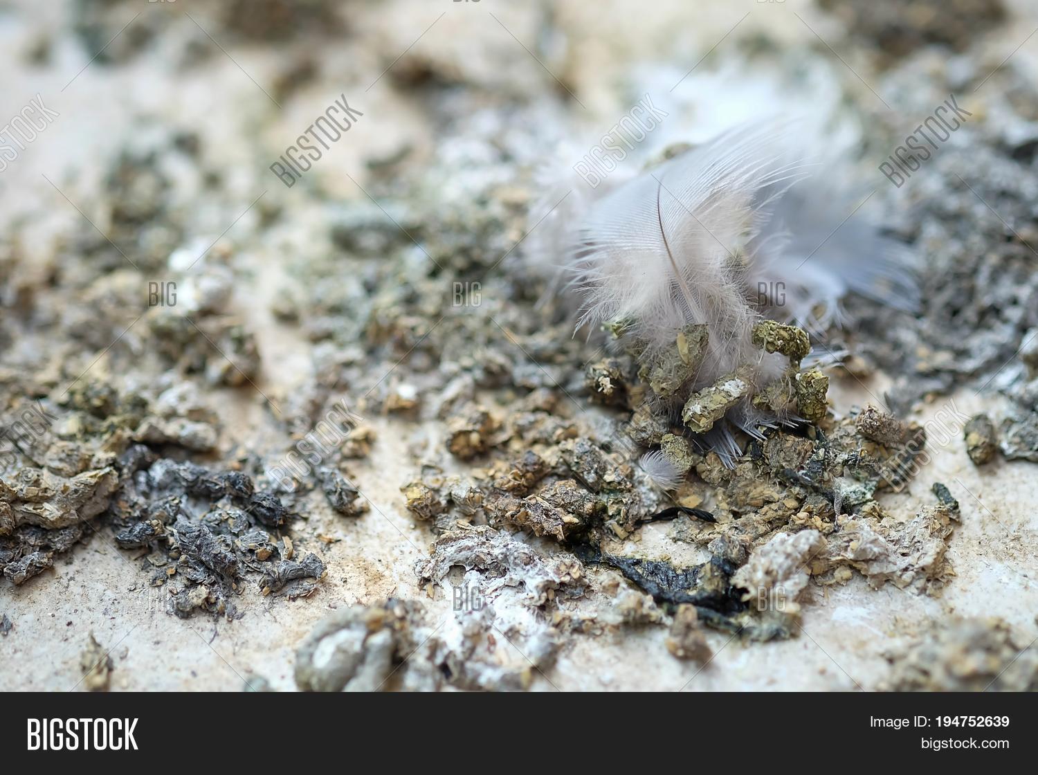 Early Bird Drop Off Envelopes Early Bird Envelopes, Drop Off Service ...