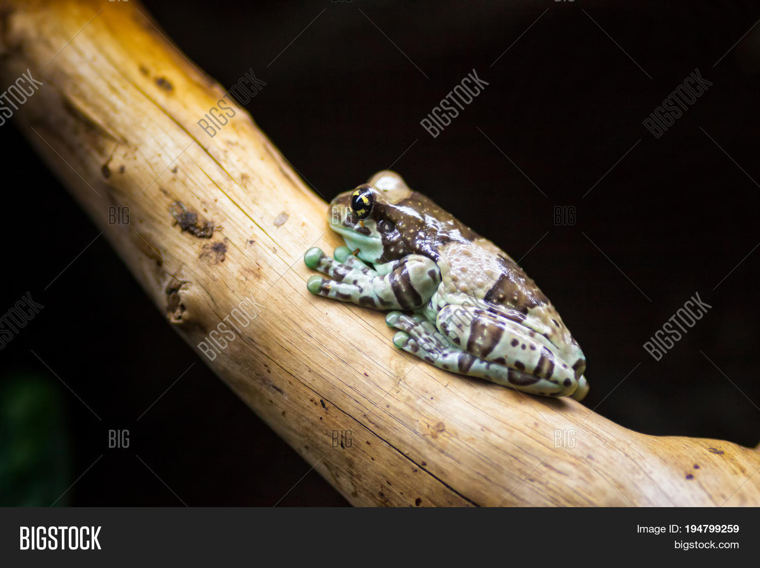 Amazonian Milk Frog Image & Photo (Free Trial) | Bigstock