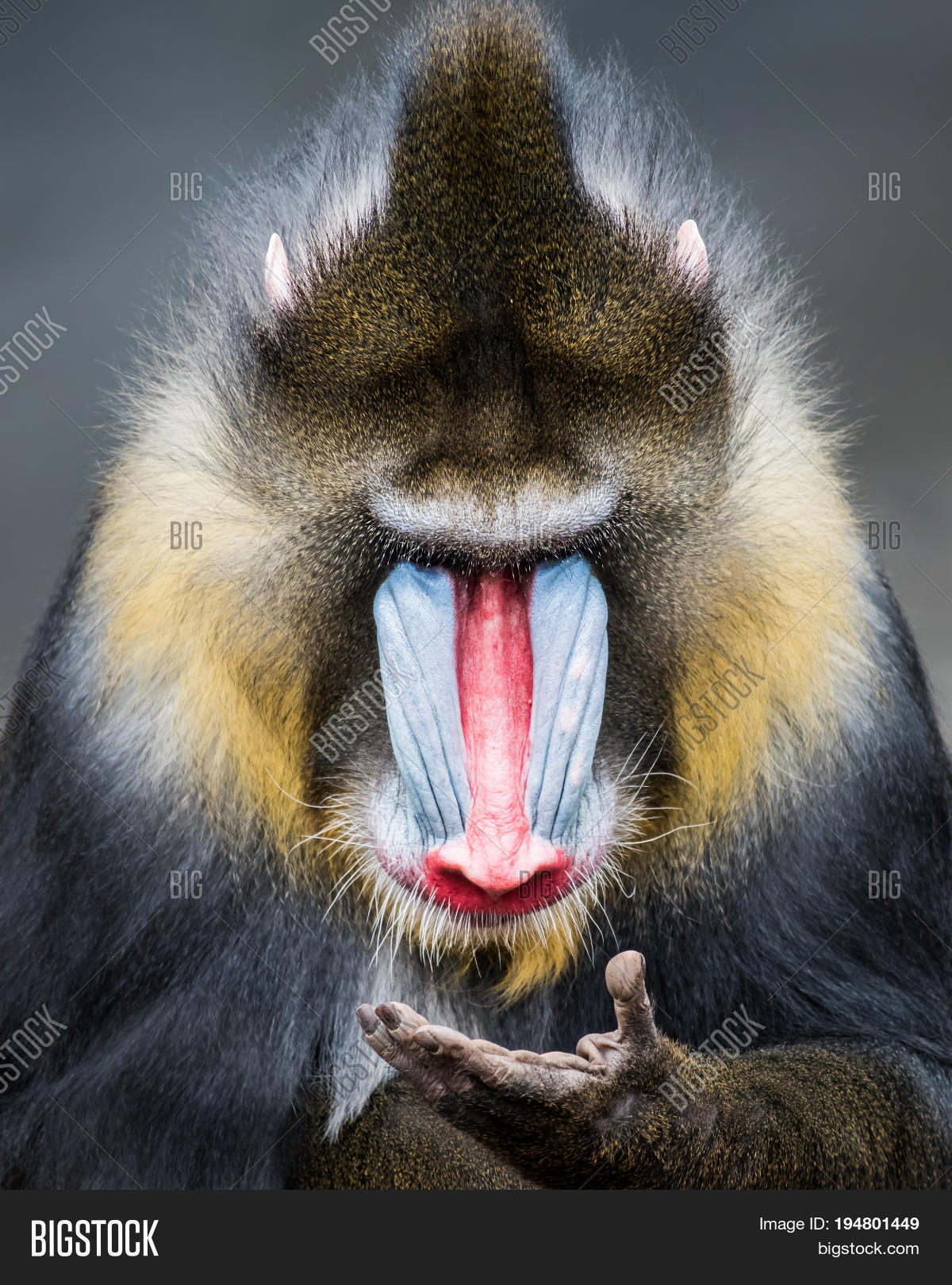 Frontal Portrait Male Image & Photo (Free Trial) | Bigstock