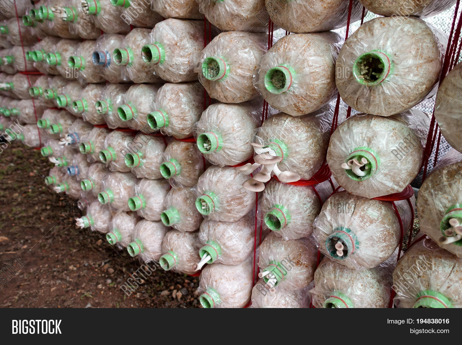 Sajor-caju Mushroom Image & Photo (Free Trial) | Bigstock