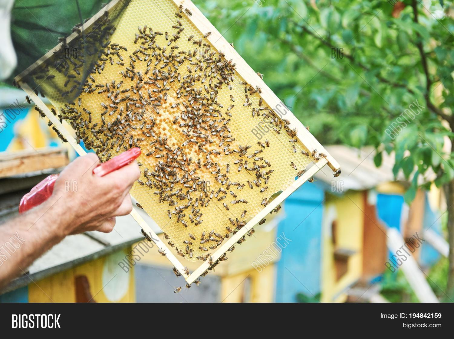 Cropped Shot Beekeeper Image & Photo (Free Trial) | Bigstock