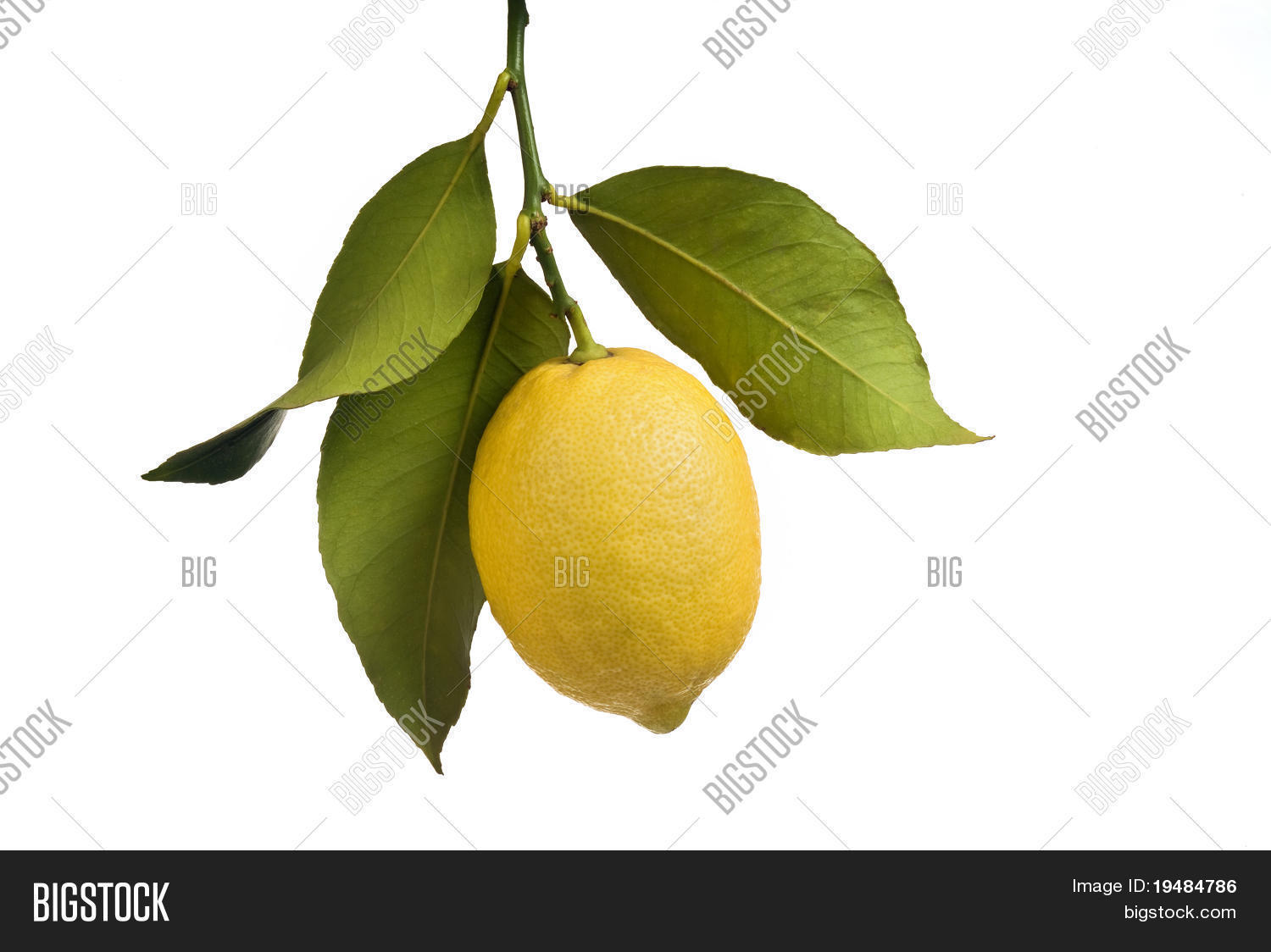 Lemon Leaves Isolated Image & Photo (Free Trial) | Bigstock