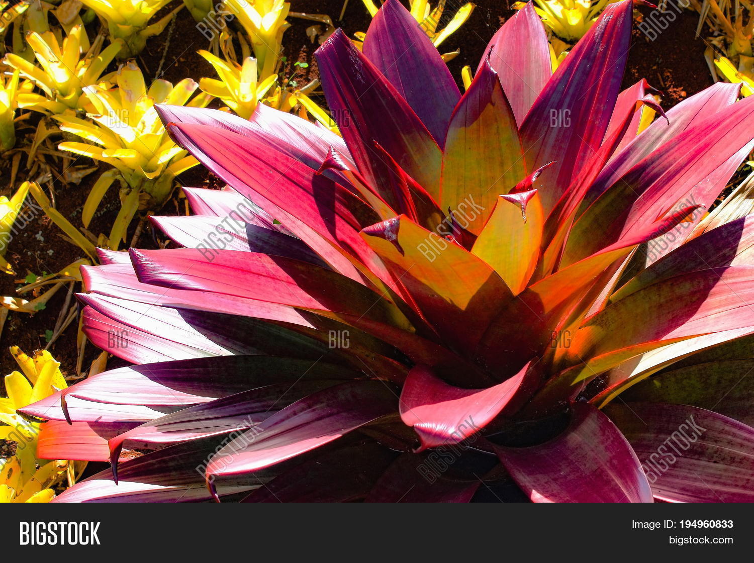 Close Image Maroon Image & Photo (Free Trial) | Bigstock