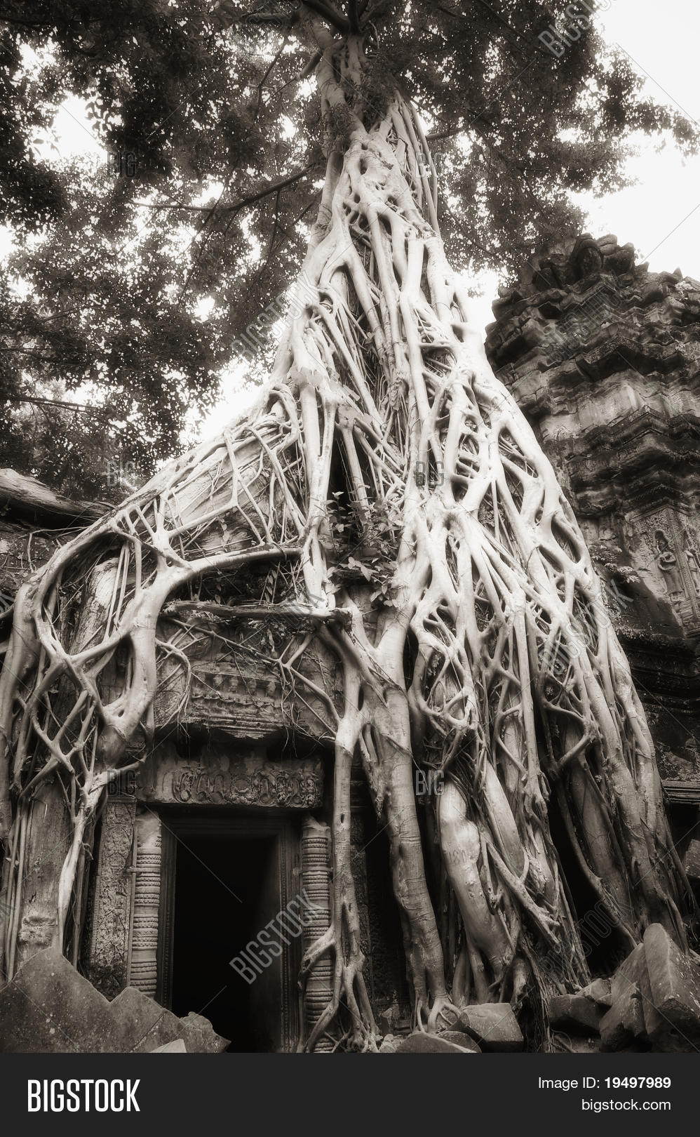 Parasite Tree Grown Image & Photo (Free Trial) | Bigstock