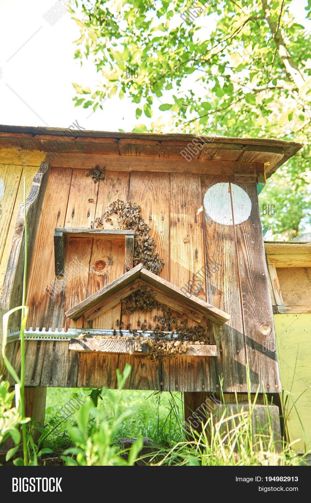Low Angle Shot Beehive Image & Photo (Free Trial) | Bigstock