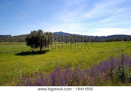 Spring Spain, Field Image & Photo (Free Trial) | Bigstock