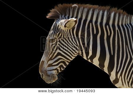 Zebra Front Black Image & Photo (Free Trial) | Bigstock