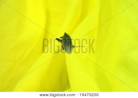 Small Fish Front Image & Photo (Free Trial) | Bigstock