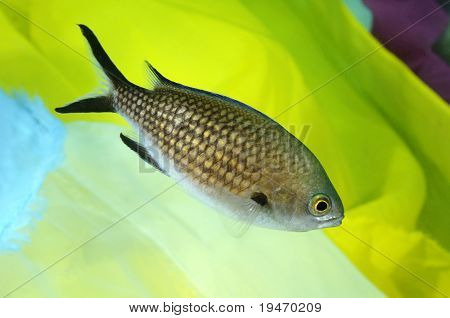 Small Fish Front Image & Photo (Free Trial) | Bigstock