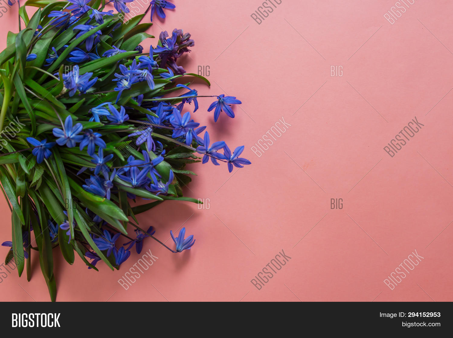 Spring Flower Image & Photo (Free Trial) | Bigstock