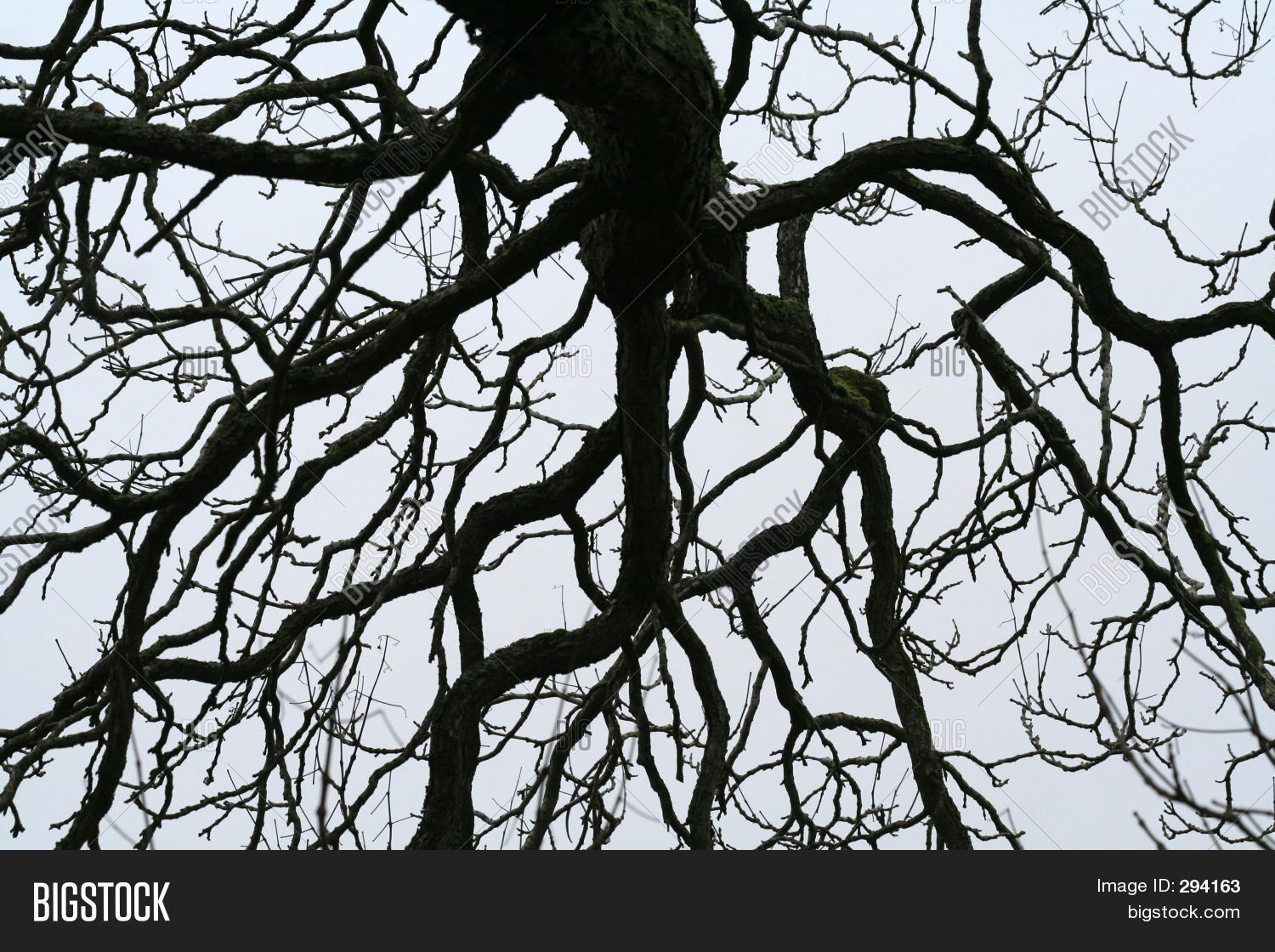 Black Tree Trunk Image & Photo (Free Trial) | Bigstock