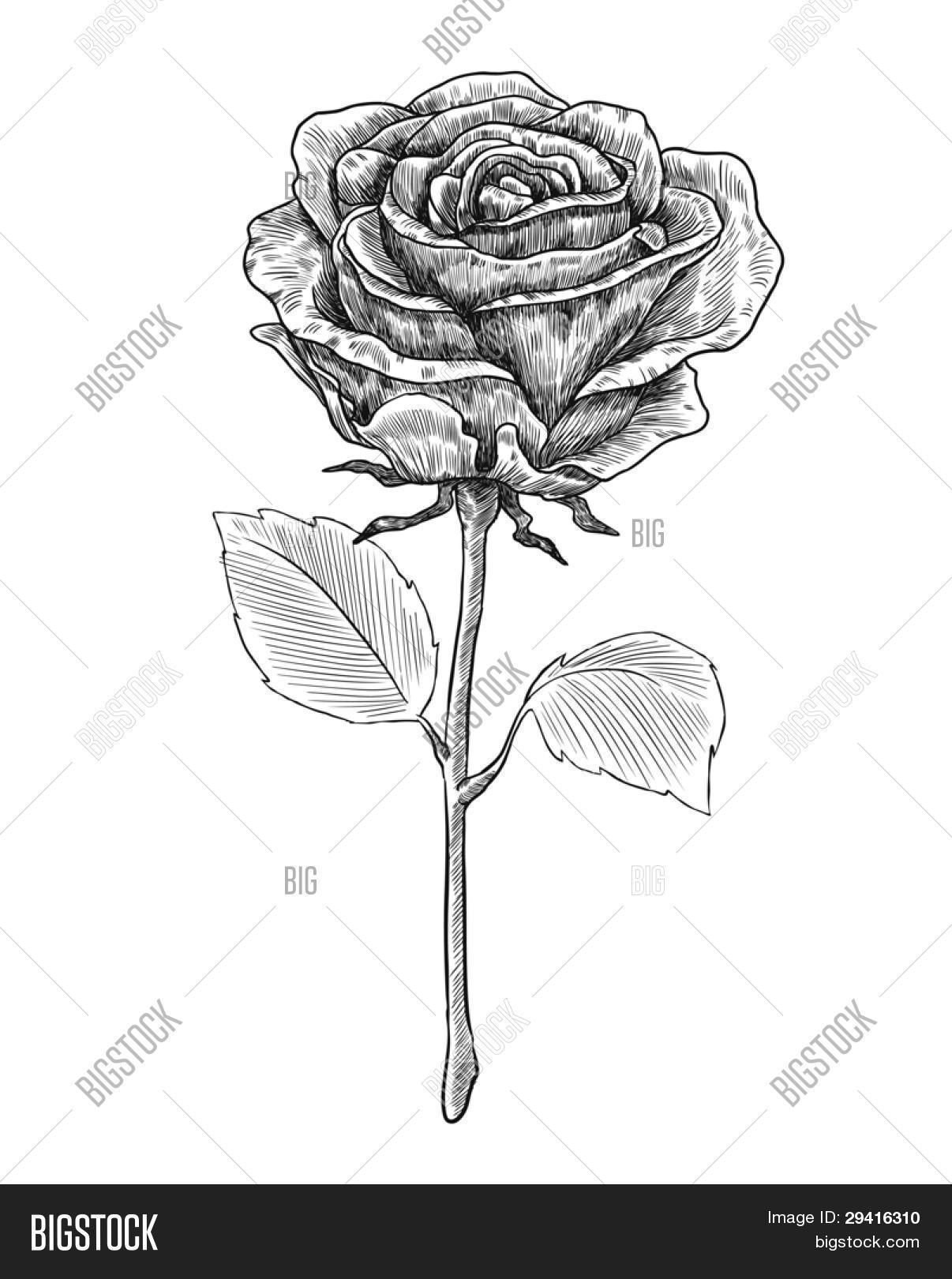 Hand-drawn Rose. Vector & Photo (Free Trial) | Bigstock