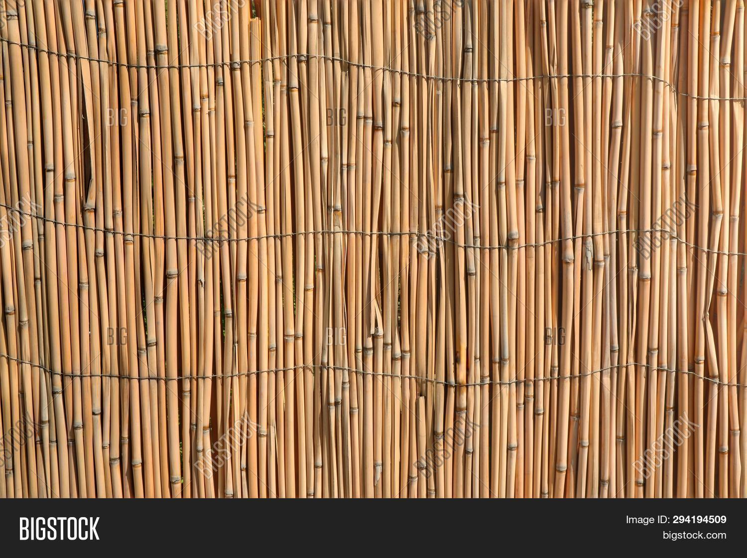 Background Dry Reed Image & Photo (Free Trial) | Bigstock